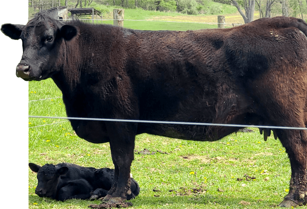 Organic CBD, Hemp Products & Infused Edibles - Rhodes Farm