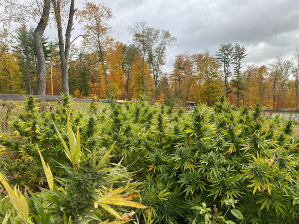 Our Hemp - Rhodes Farm